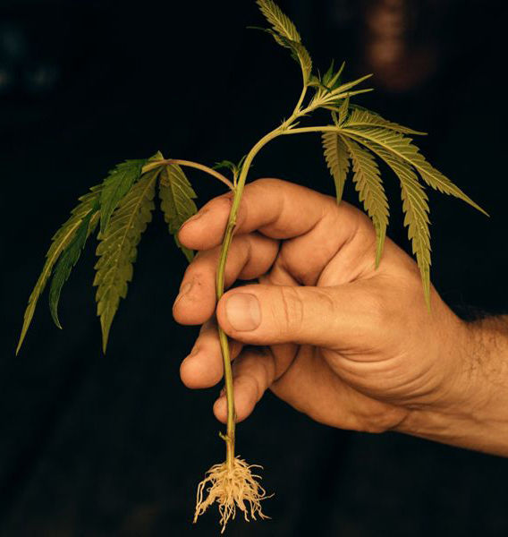 Clones For Sale Sacramento, Ca | Cannabis Plant Clones California